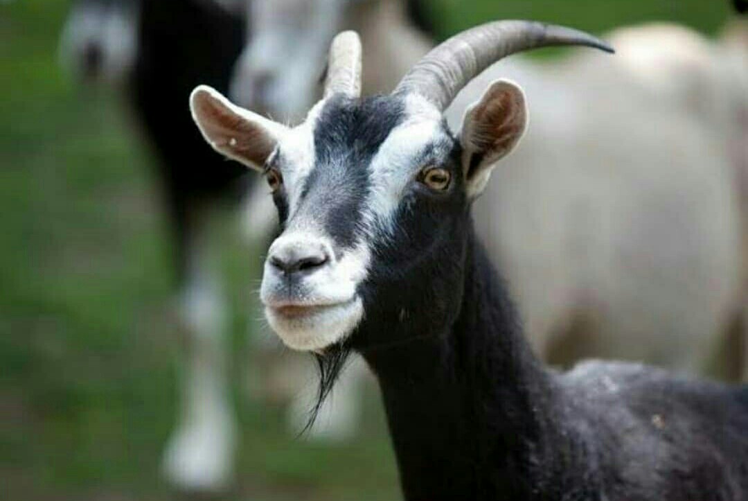 Goat Elected As 'Mayor' In US - Vanguard Allure