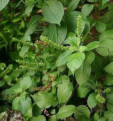 Health benefit of basil (scent leaf) - Vanguard Allure