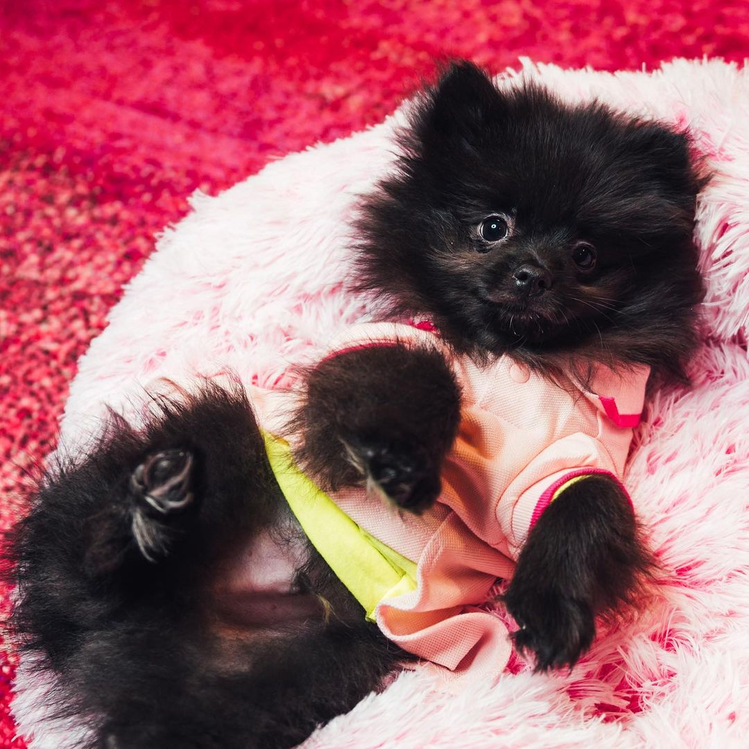 DJ Cuppy shares cute photos of her dogs, DuDu & FunFun - Vanguard Allure