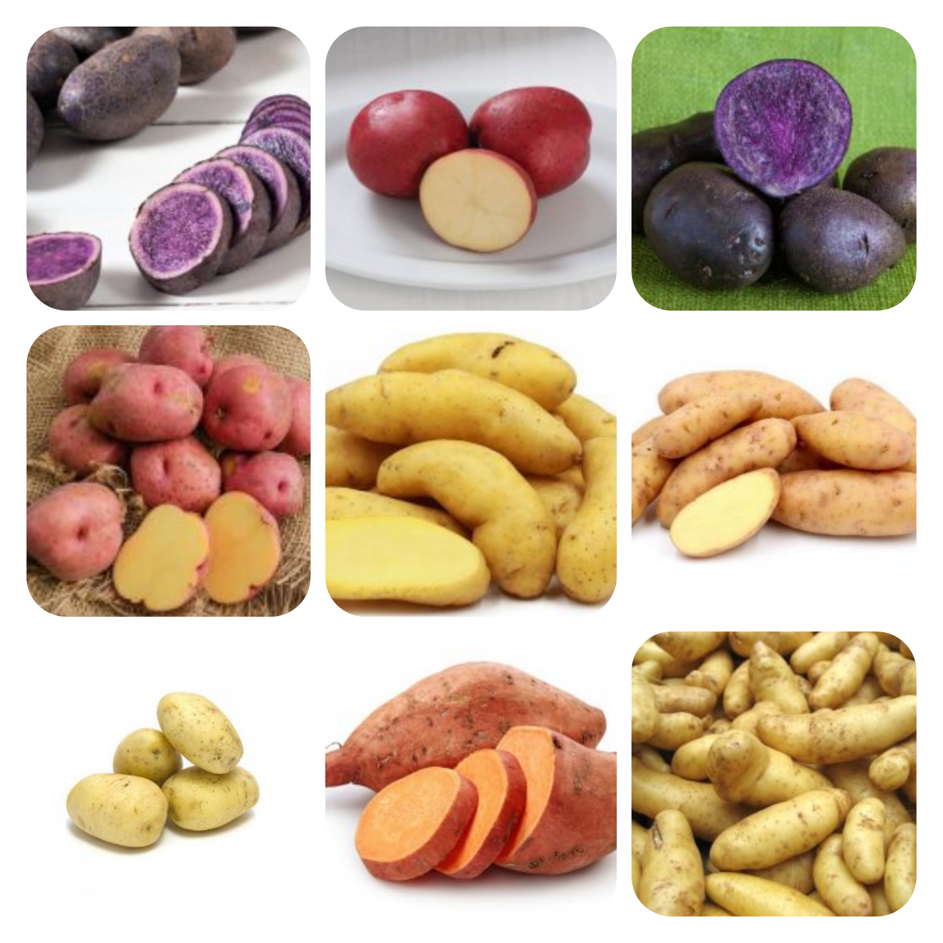 15 most popular variety of potatoes - Vanguard Allure